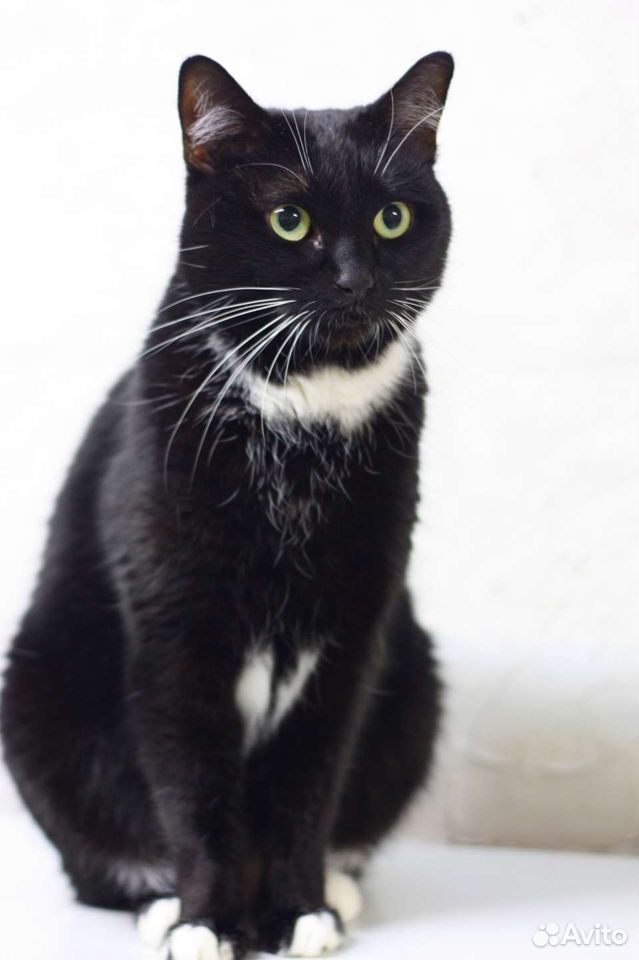 Невероятно ласковая кошка