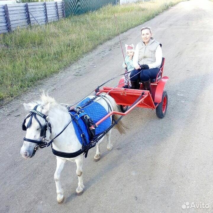Пони аппалуза
