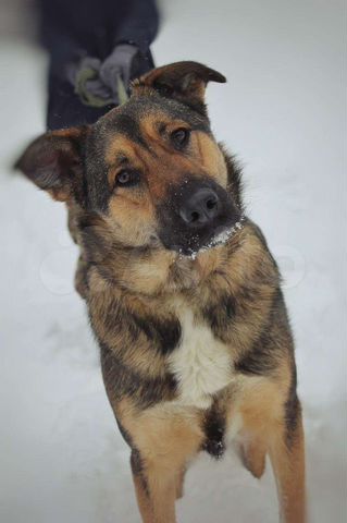 Собачка Дина ищет дом