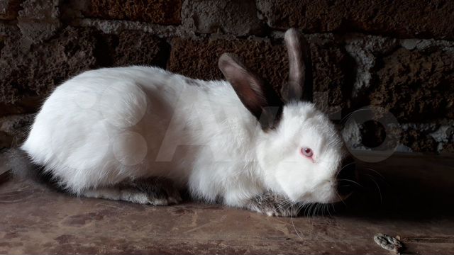 Крол,калифорнийской породы