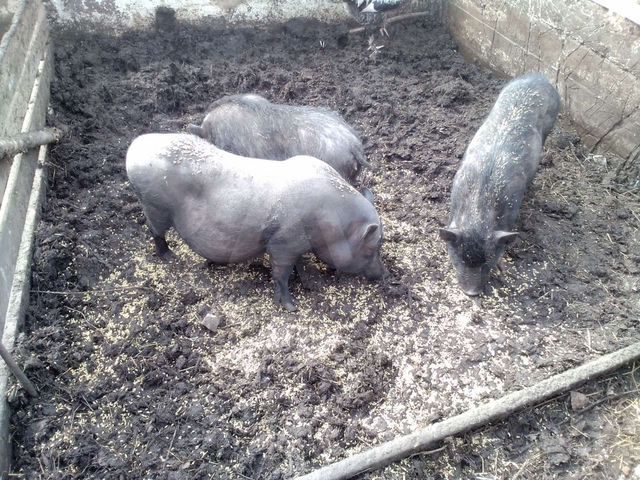 Продам или обменю с/х животных