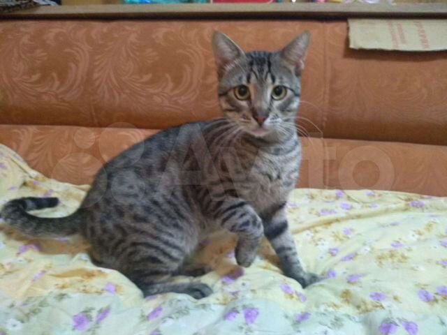 Котик и кошечка