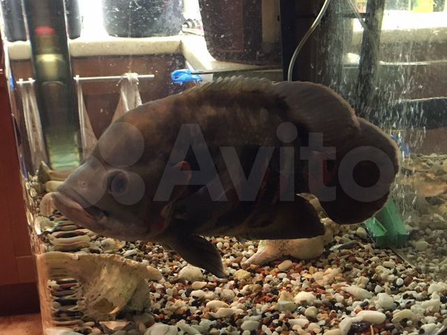 Астронотус