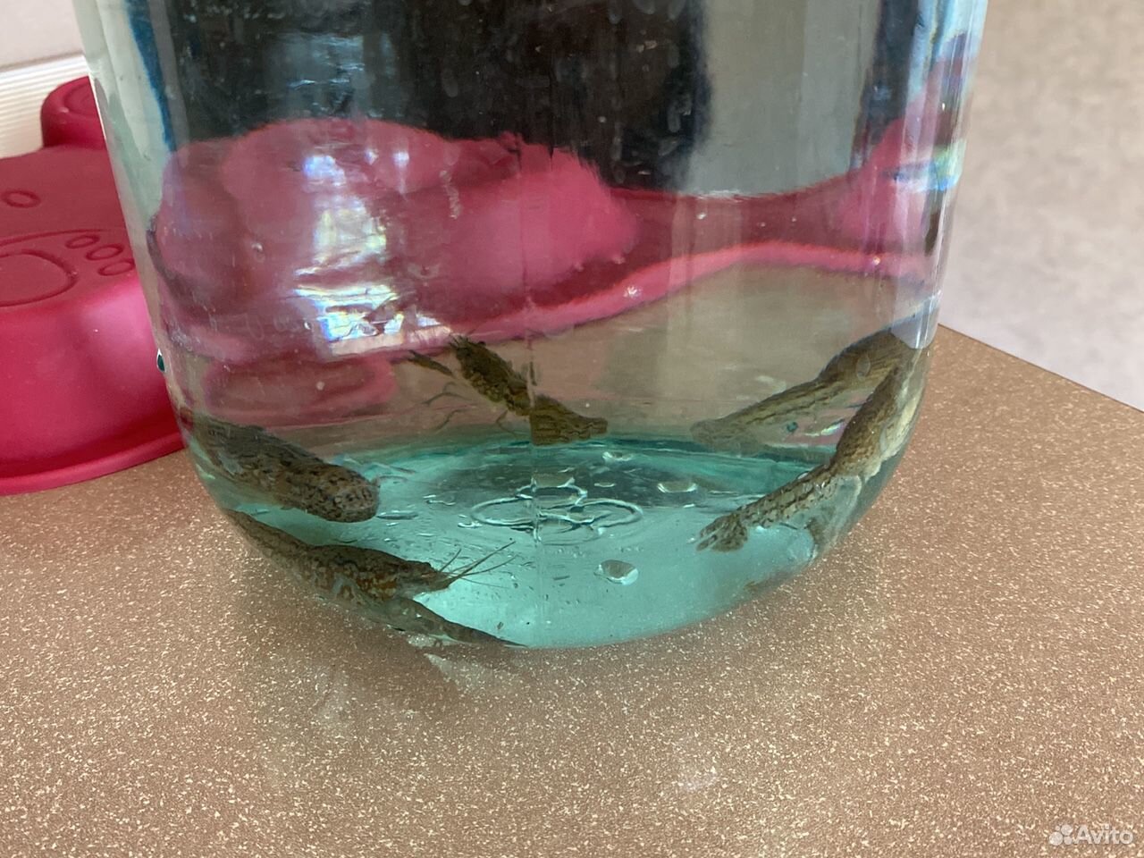 Рак голубой