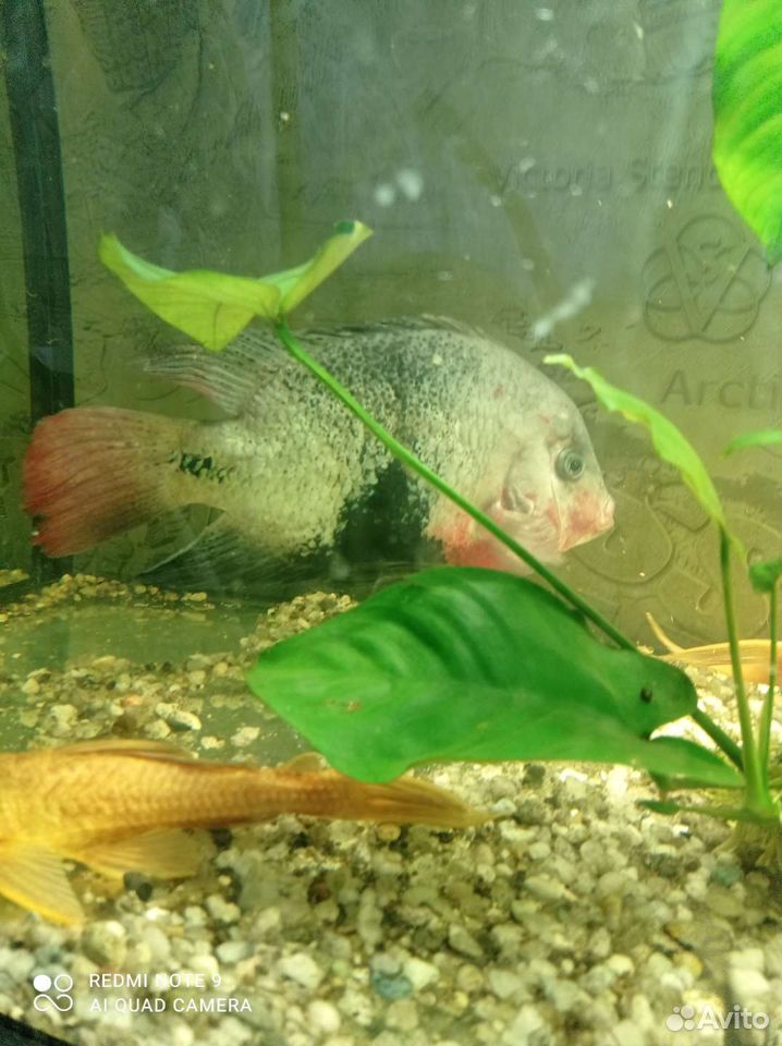 Цихлозома красноголовая вьеха