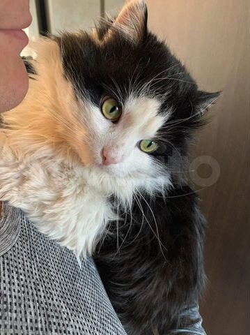 Пушистый красавчик