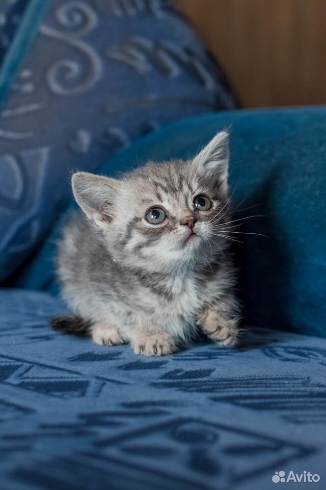 Котенок, котята, кошка, кот