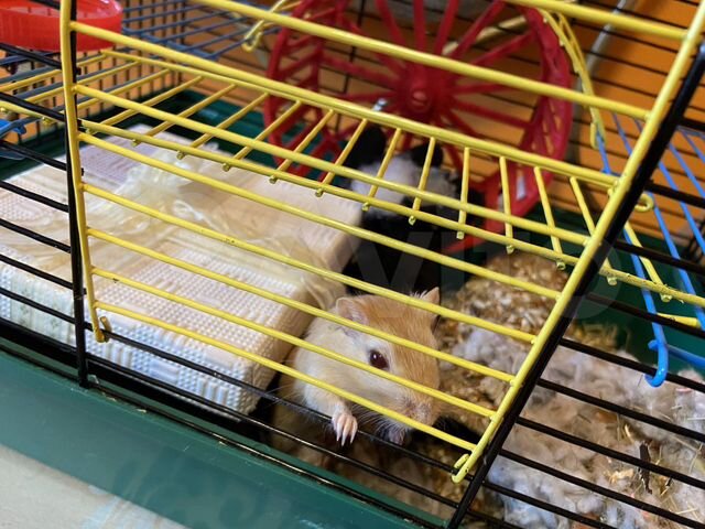 Мышка песчанка