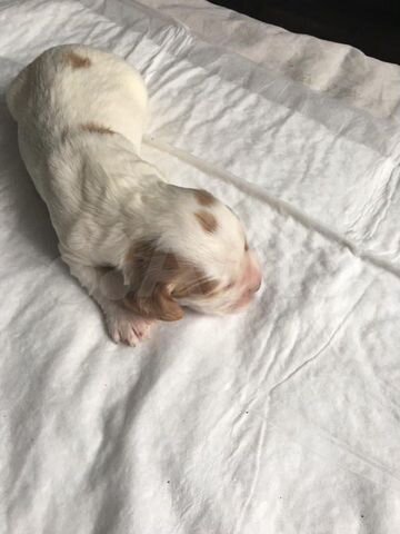 Английский кокер спаниель