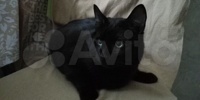 Кот