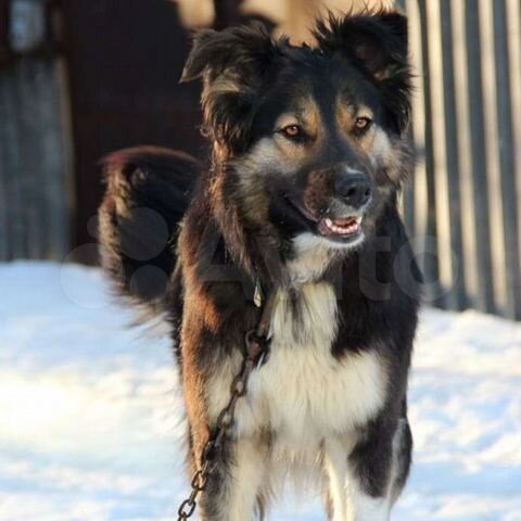 Люся ищет дом