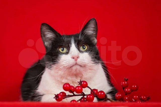 Очень спокойная тихая Люся ищет дом