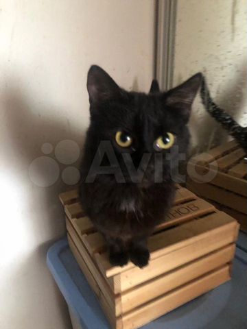 Ищет дом малышка Шанти