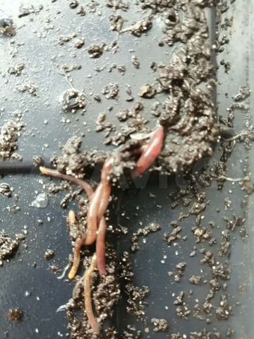 Черви старатель