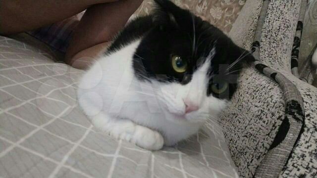 Кошка в дар