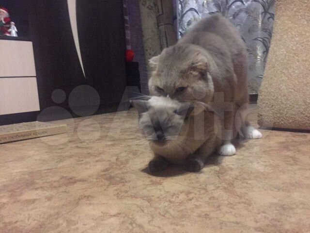 Вязка с Вислоухим Красавчиком Шотландской породы