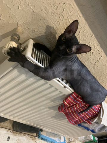 Сфинкс браш вязка