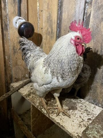 Петухи домашние