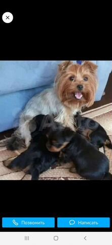 Йоркширский терьер