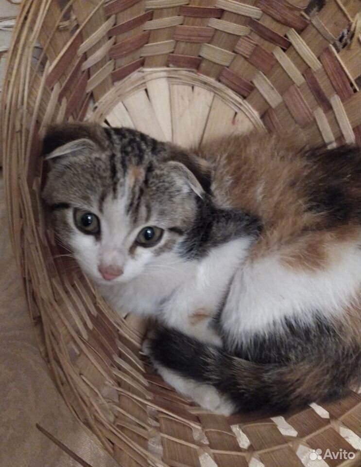 Вислоухий трехцветный котенок
