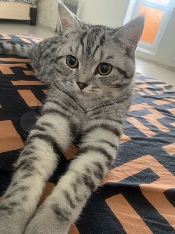 Вязка кота британец