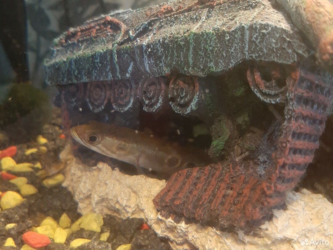 Змееголовы