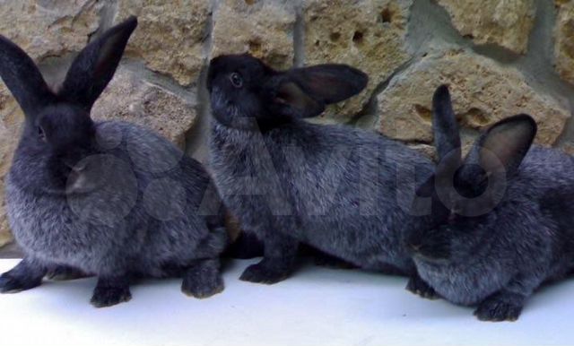 Кролик советское серебро