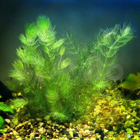 Растения для аквариума для начинающих, корм
