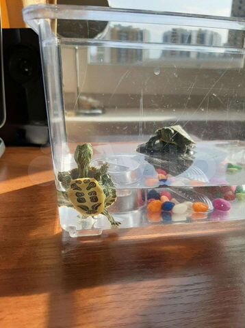 Маленькие красноухие черепашки