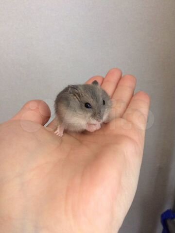 Джунгарские хомячки ручные