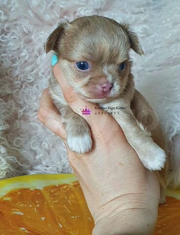 Лилово-палевый мальчик чихуахуа