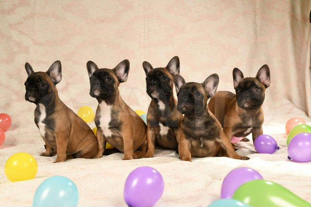 Французский бульдог щенки девочка