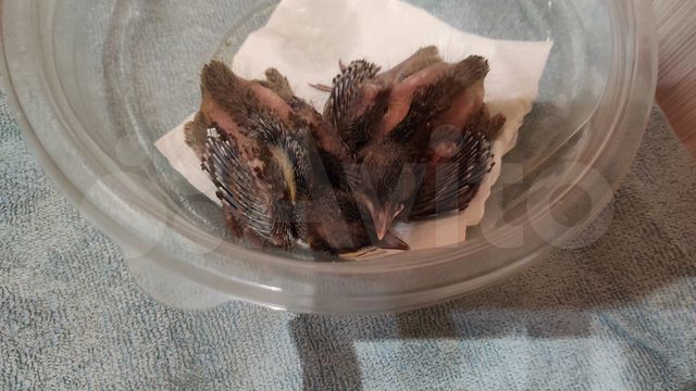 Птенцы дрозда