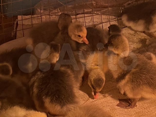 Холмогорские гусята