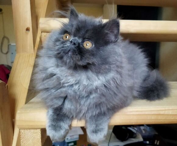 Персидская