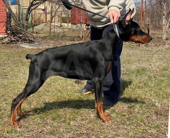 Щенок добермана ищет новую семью