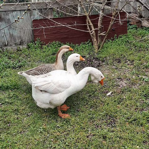 Племенные гуси