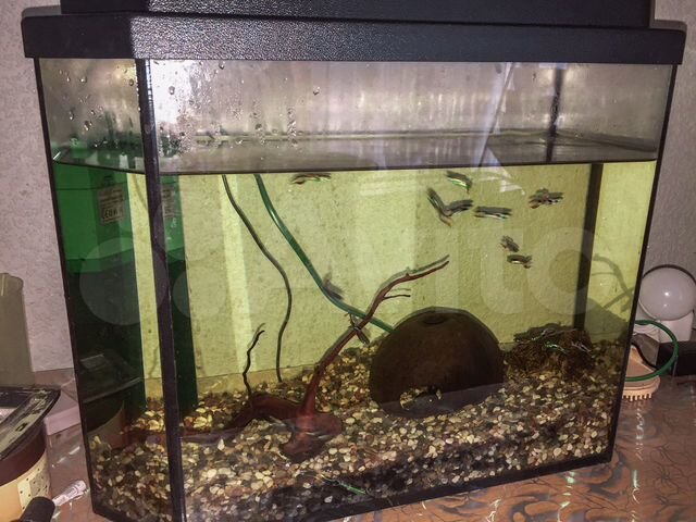Аквариум 30 литров с рыбами