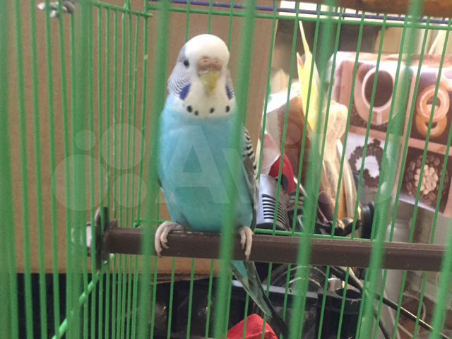 Волнистый попугай с клеткой