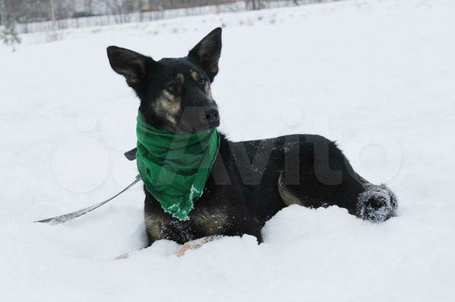 Худенький пес Лютик мерзнет в приюте