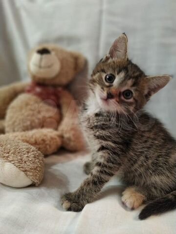 Отдам котят