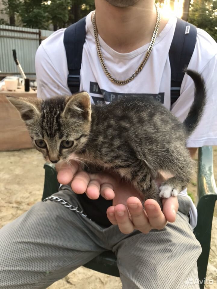Кошка