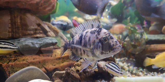 Аулонокара мультиколор самец