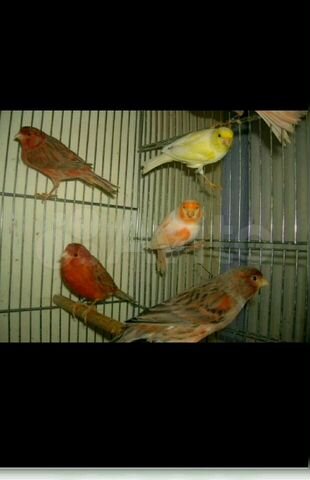 Продаются кенары