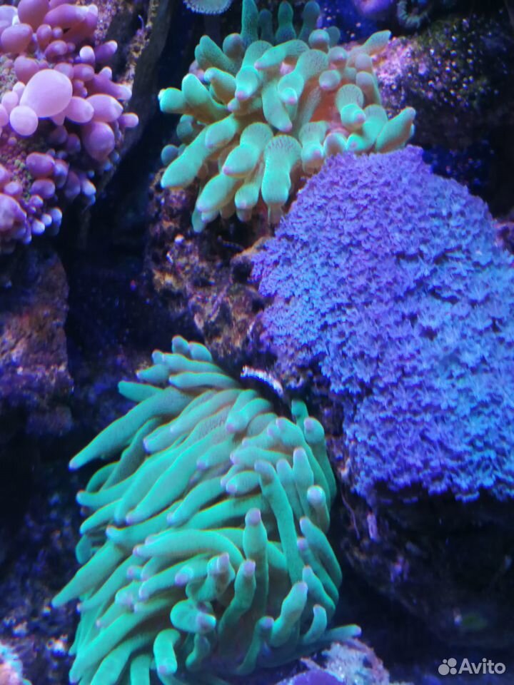 Актиния пузырьковая в морской аквариум