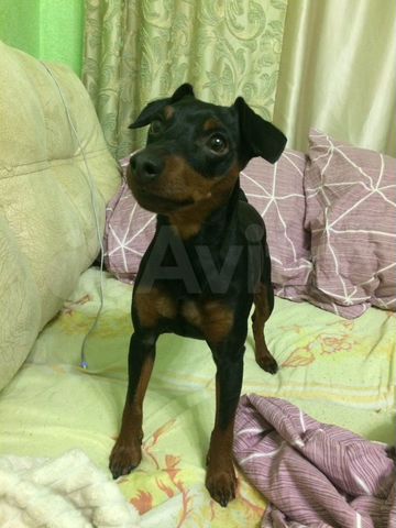 Вязка цвергпинчер