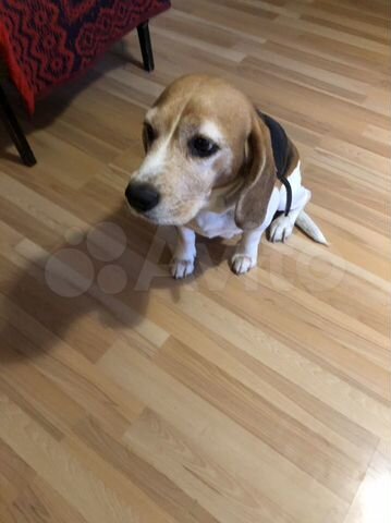 Бигль в добрые руки