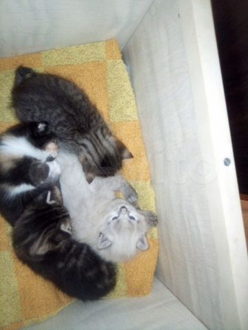 Раздаются умные и красивые котята