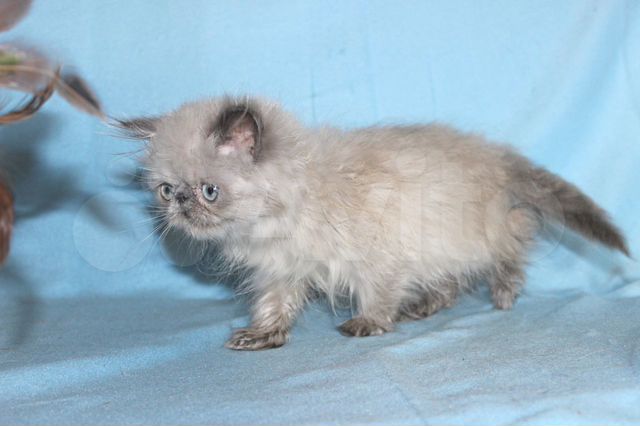 Персидская девочка блю-поинт