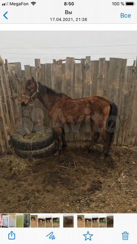 Продажа лошадей